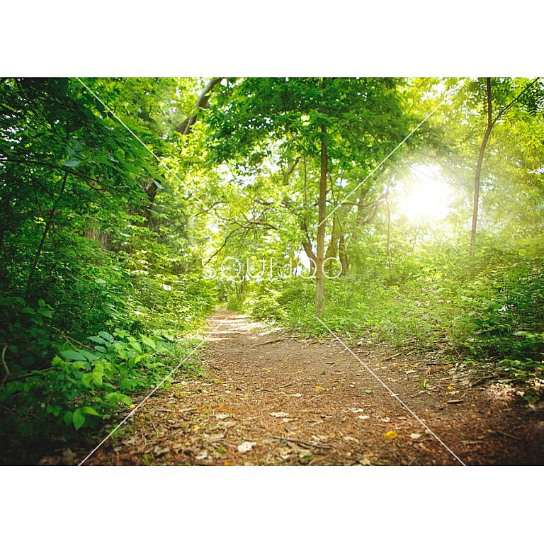 Fantasy Fall Digital Backdrops – Squijoo.com