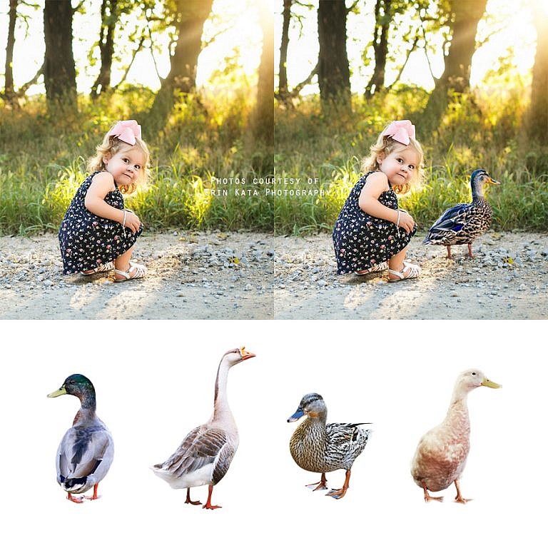 Duck & Geese Overlays – Squijoo.com