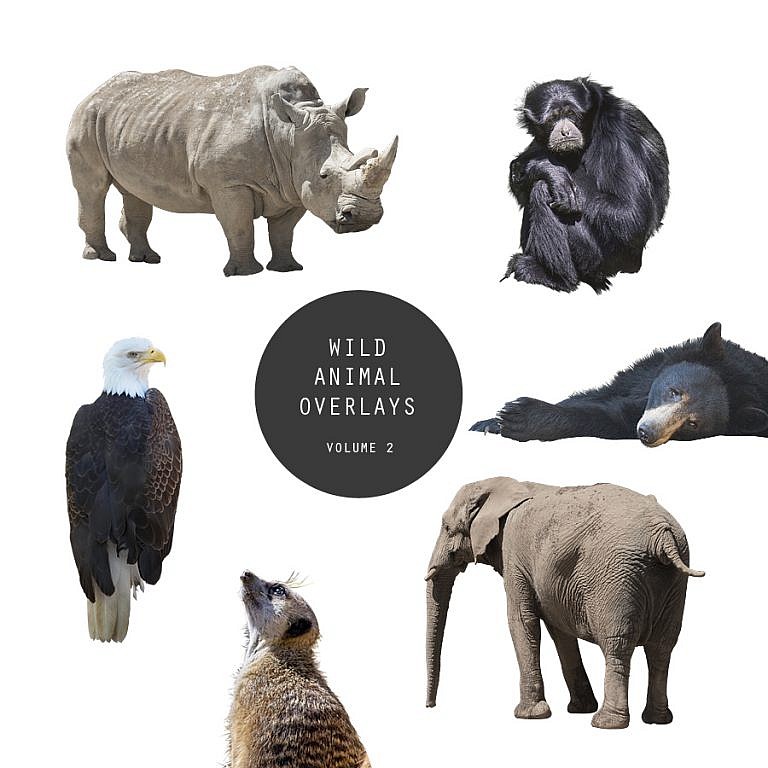 Wild Animal Overlays Vol. 2 – Squijoo.com