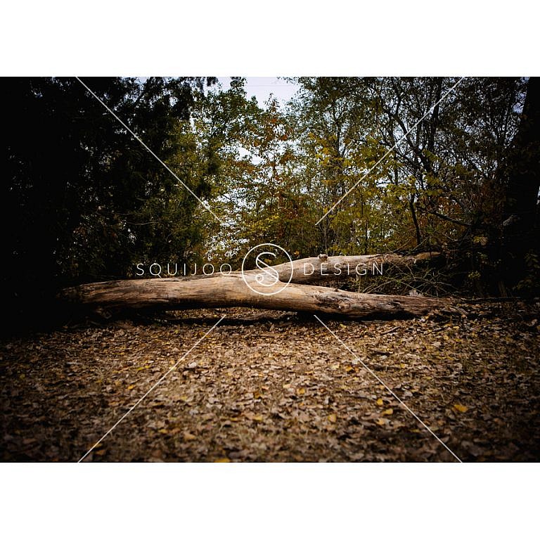 Tree Fall Digital Backdrop – Squijoo.com