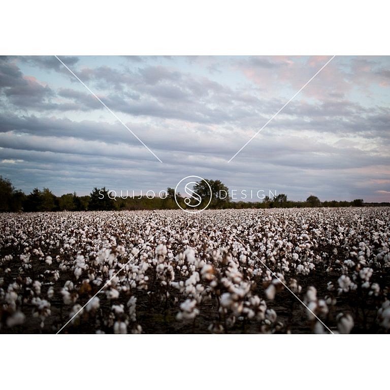 Fields – Page 4 – Squijoo.com