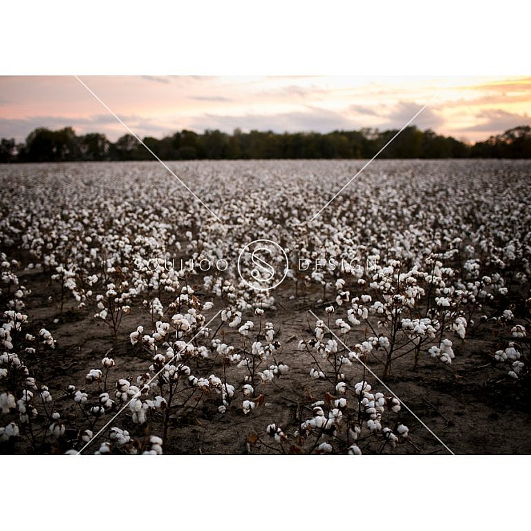 Fields – Page 4 – Squijoo.com