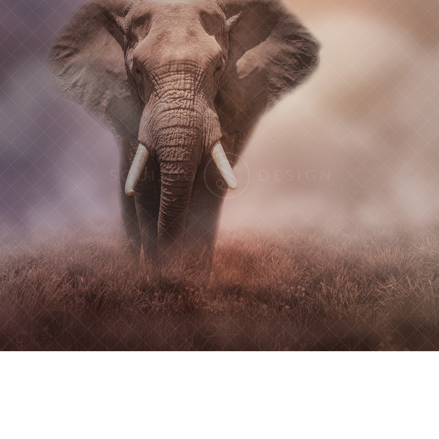 Elephant Field Digital Backdrop – Squijoo.com