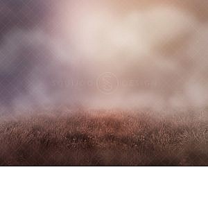 Elephant Field Digital Backdrop – Squijoo.com