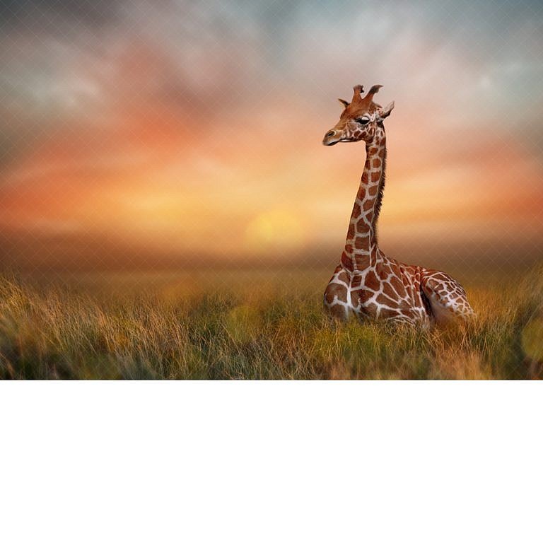 Fields – Page 4 – Squijoo.com