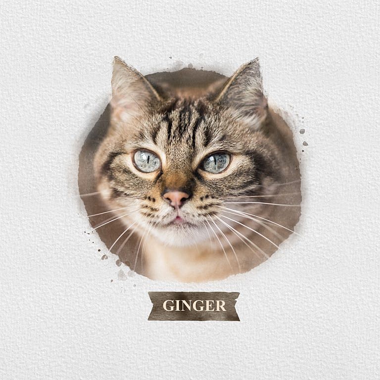 Watercolor Dog Bone Collage Wall Art – Squijoo.com