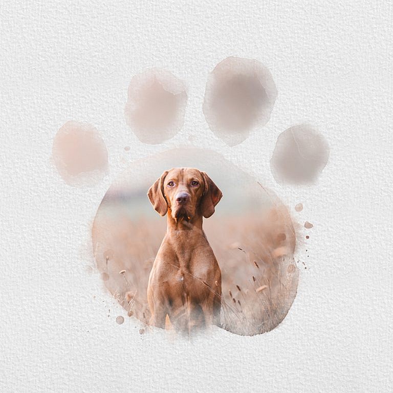 Watercolor Dog Bone Collage Wall Art – Squijoo.com