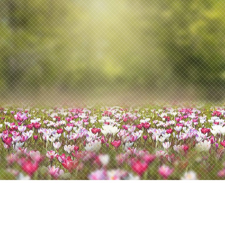 Fields – Page 3 – Squijoo.com