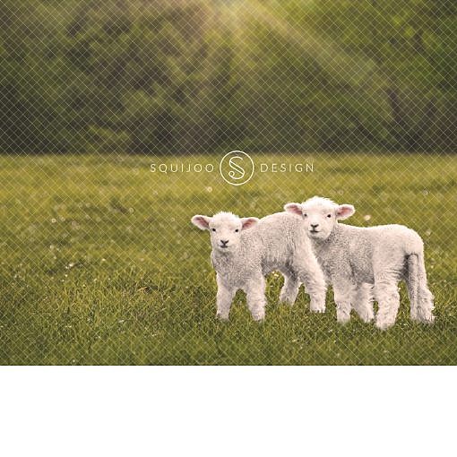 Fields – Page 3 – Squijoo.com