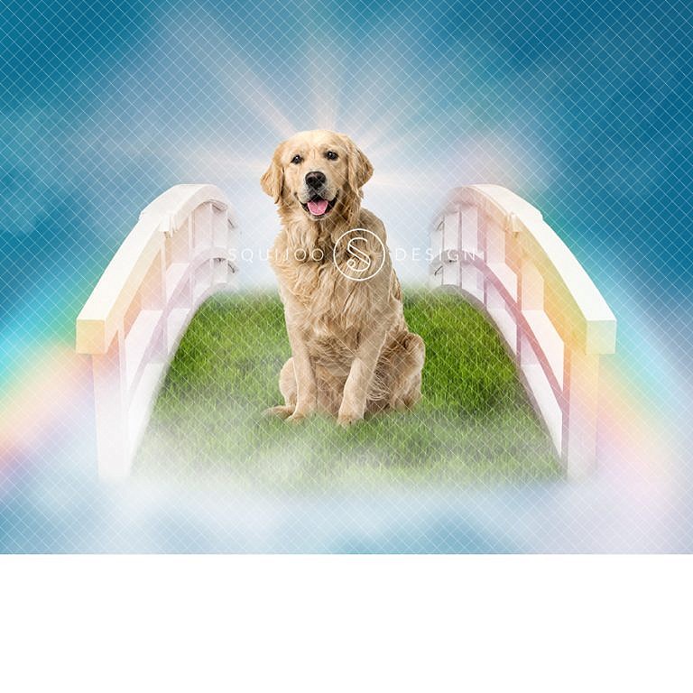 Pet Rainbow Bridge Digital Backdrop – Grasslane – Squijoo.com
