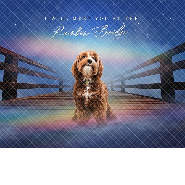 Pet Rainbow Bridge Digital Backdrop – Dreamy – Squijoo.com