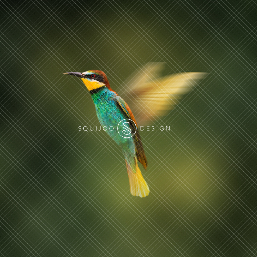 Squijoo Hummingbird Overlays – Squijoo.com