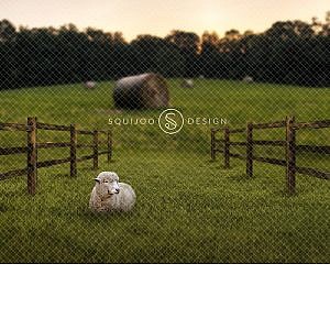 Fields – Page 3 – Squijoo.com