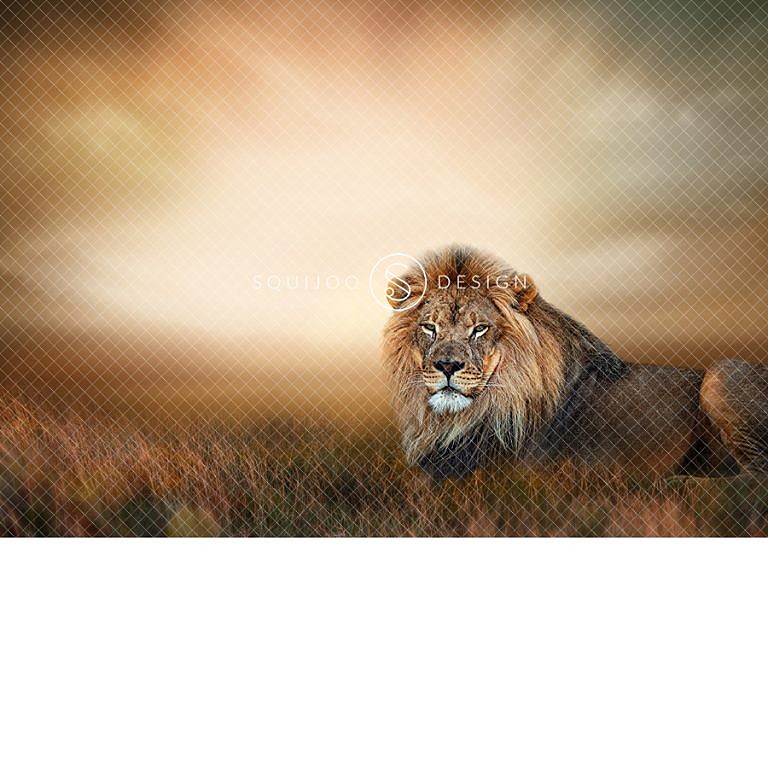 Lion Dreamy Field Digital Backdrop – Squijoo.com