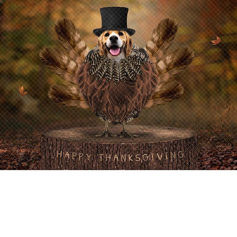 Fall – Squijoo.com