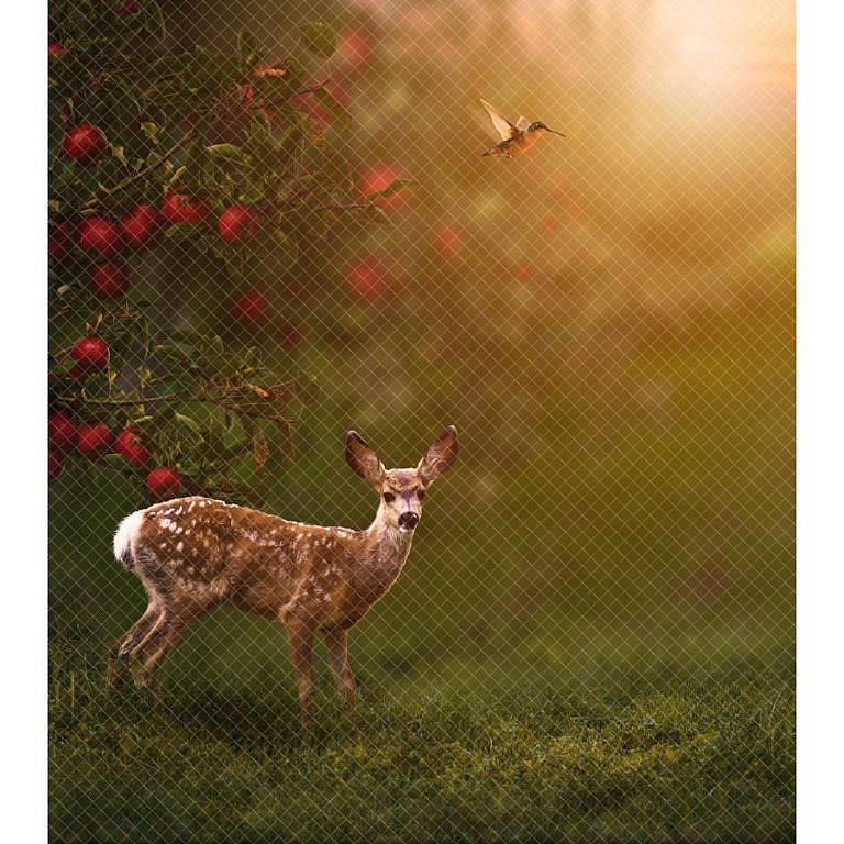 Fields – Squijoo.com