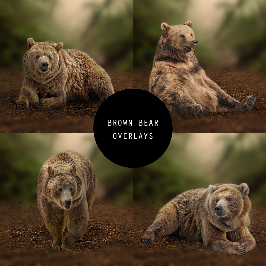 Brown Bear Digital Overlays – Squijoo.com
