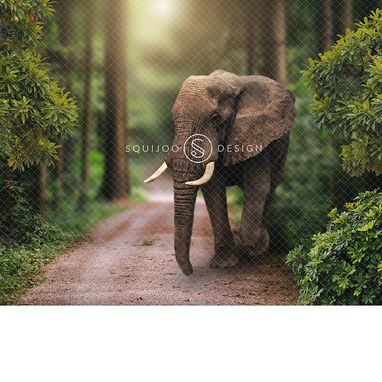 Elephant Digital Backdrop – Forest Path – Squijoo.com