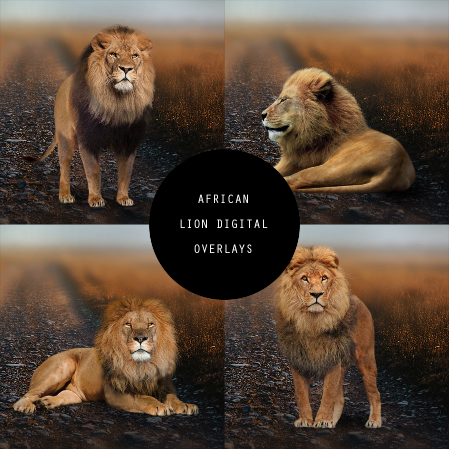 African Lion Digital Overlays – Squijoo.com