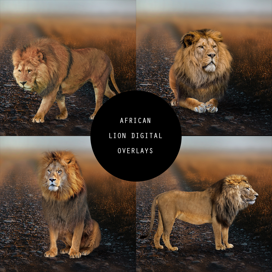 African Lion Digital Overlays – Squijoo.com