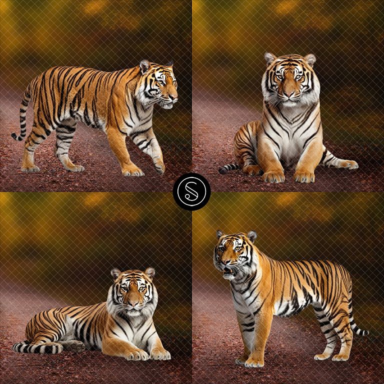 Tiger Digital Overlays – Squijoo.com