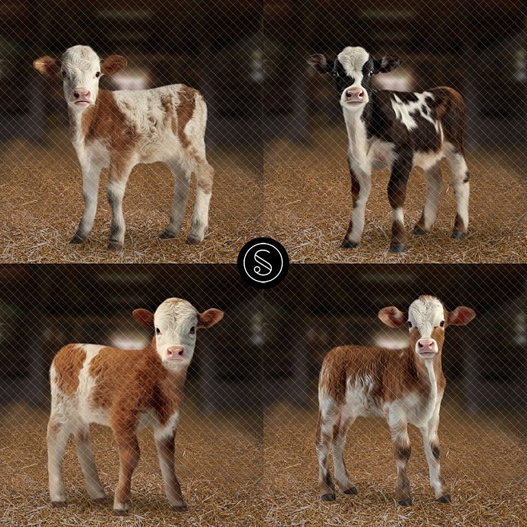 Animal Overlays – Squijoo.com