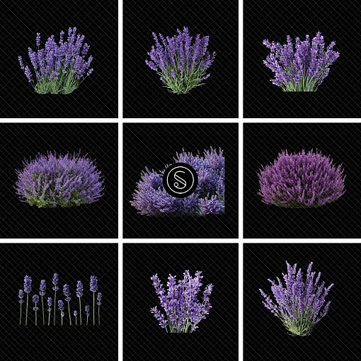 Lavender Plant Digital Overlays – Squijoo.com